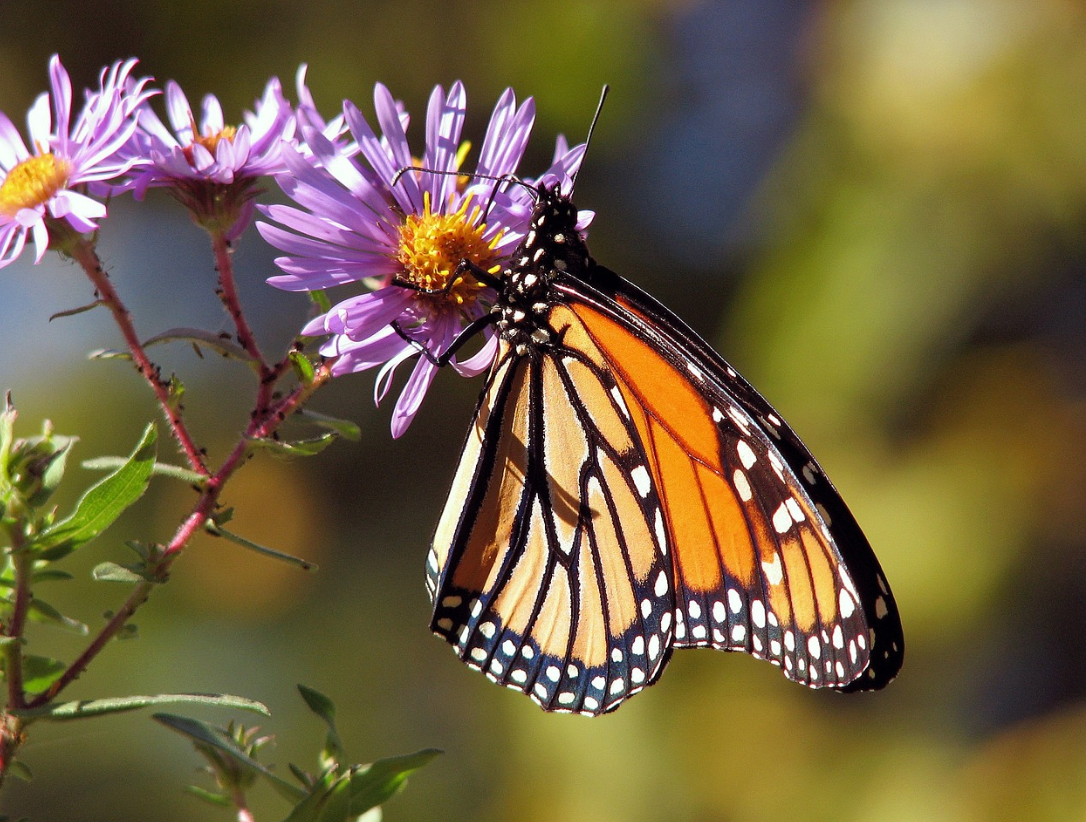 Metazooa & Metaflora Camp – HomeLearners Network