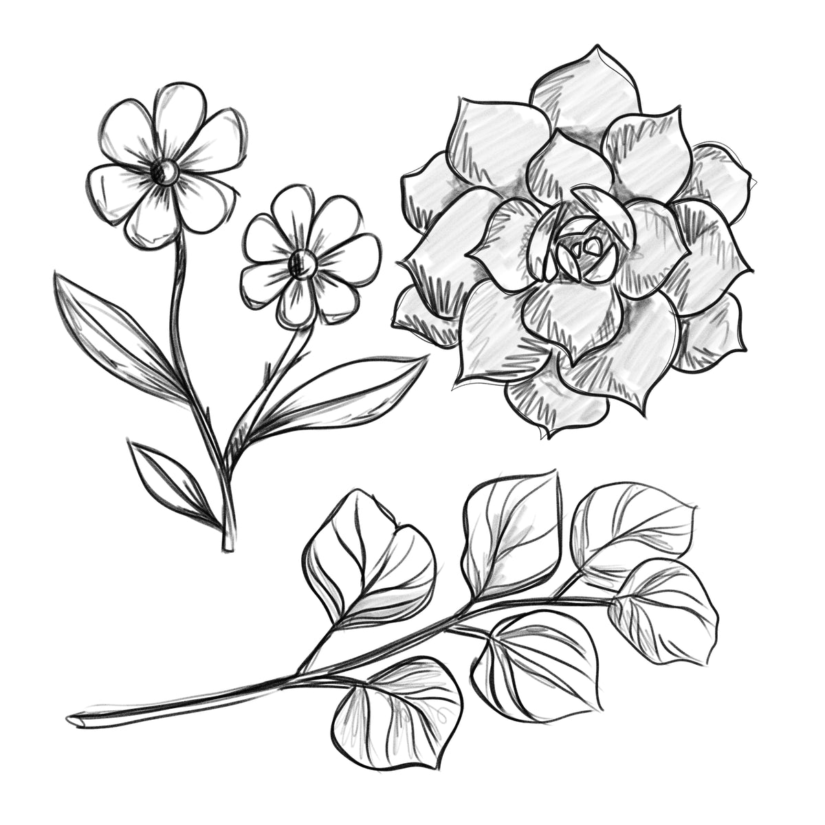 Plant Sketching & Facts! – HomeLearners Network